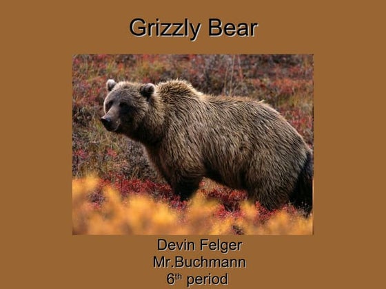 Grizzly bear | PPT | Large Animals | Pets
