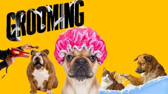 GROOMING & ETIQUETTES OF HOSPITALITY WAITER | PDF | Hair Care | Beauty