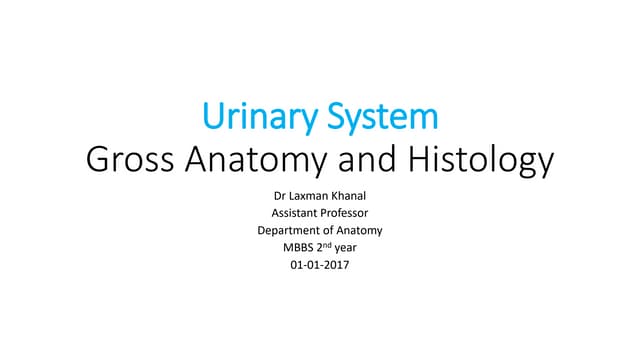 Urinary bladder (Anatomy) | PPTX