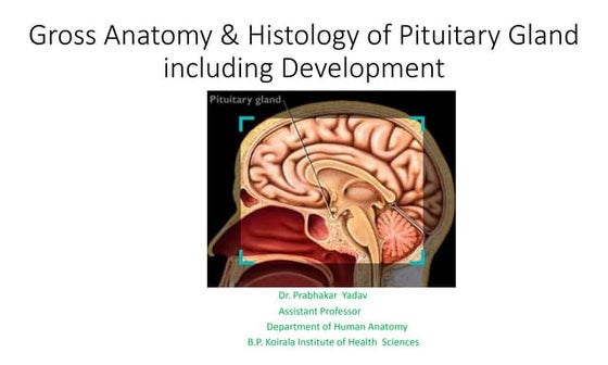 Presentation of pituitary | PPT