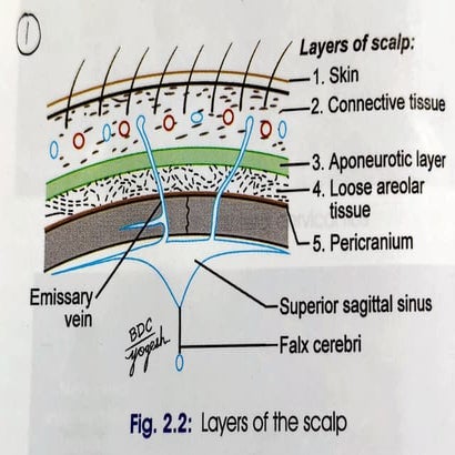 Gross Anatomy Diagrams _ Head & Neck.pdf