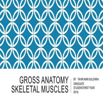 Gross anatomy muscles | PPTX