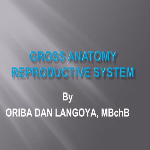 Anatomy of perineum | PPT