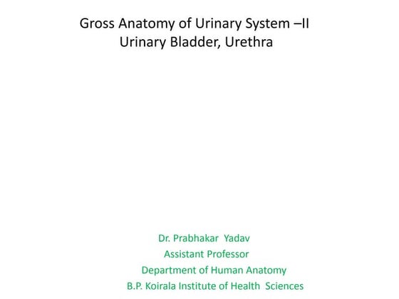 Urinary bladder (Anatomy) | PPTX