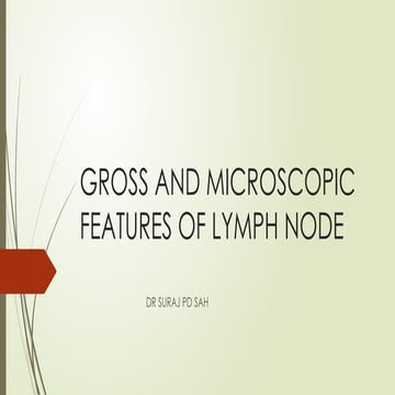GROSS AND MICROSCOPIC FEATURES OF LYMPH NODE.pptx | Biological Sciences ...