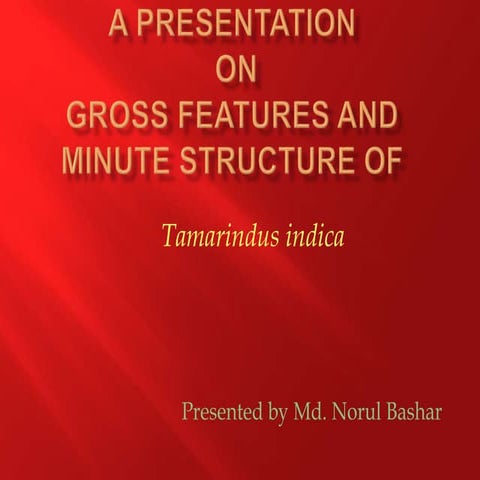 Gross features and minute stucture of temarindus indica | PPTX