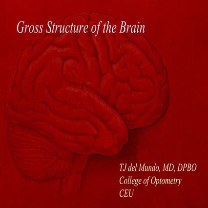 Gross structure of the brain | PPT