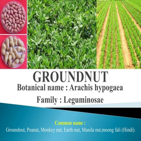 groundnut-210409060922.pdf | Commodities | Economy