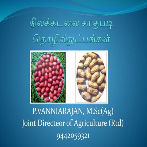 Groundnut cultivation | PPTX