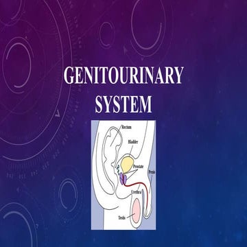 Genitourinary system | PPTX