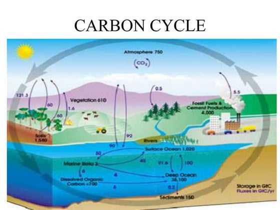 Carbon cycle | PPTX | Chemistry | Science
