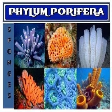 Phylum_Porifera_Notes_NCERT_BIOLOGY.pptx