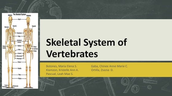 Animal skeletal system | PPT