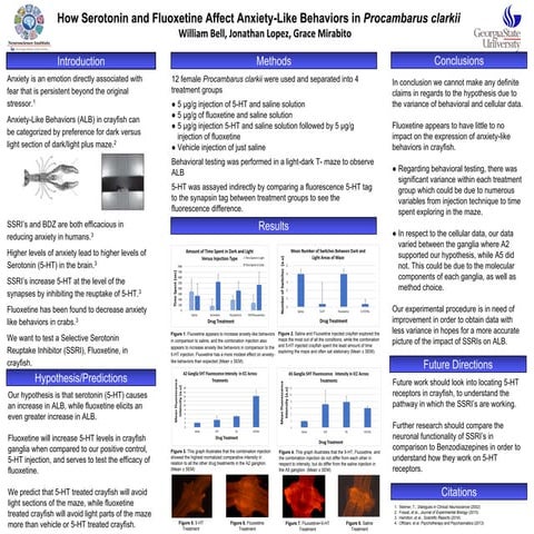 How Serotonin and Fluoxetine Affect Anxiety-Like Behaviors in Procambarus clarkii | PPTX