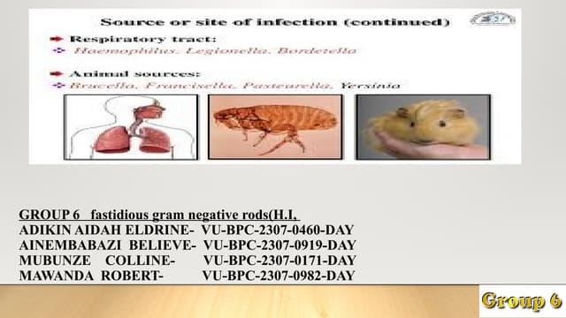 Hemophilus influenzae by Dr. Rakesh Prasad Sah | PPTX