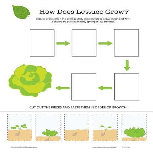 Grow lettuce test | PDF | Agriculture | Industries