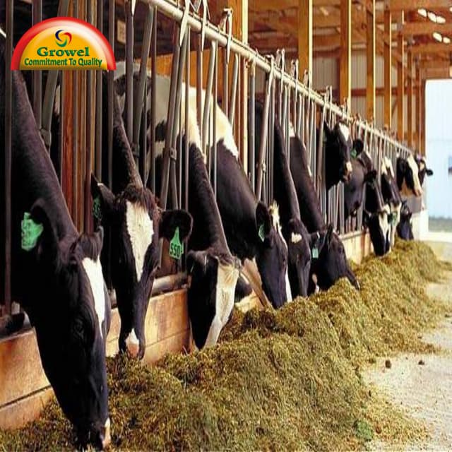Dairy cow nutrition | PPT