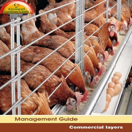 Growel Layer Farming Management Guide | PDF