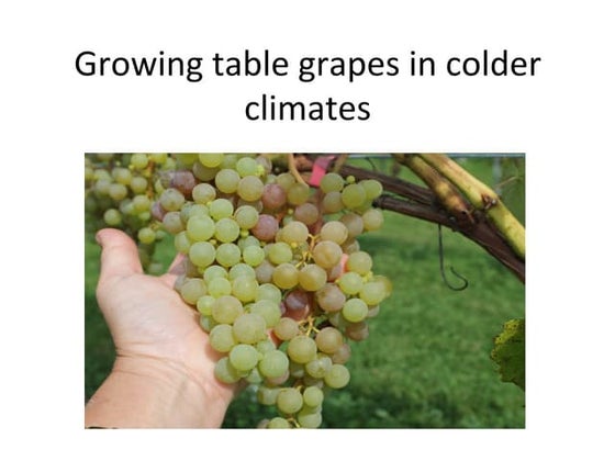 How To Grow Tomatoes | PPT