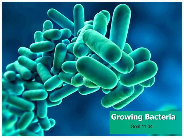 Bacteria Growing Experiments in Petri Dishes.docx