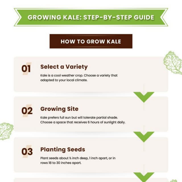 How to Grow Kale? | PDF