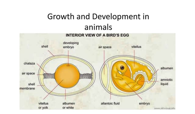 Development of chick embryo- structure of egg,cleavages,fate map and ...