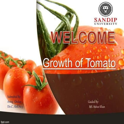 Growth of tomato | PPT