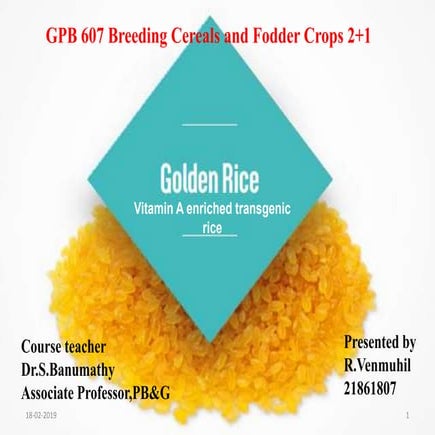 Golden rice , vit A enriched transgenic rice | PPTX