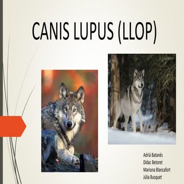 Llop | PPT