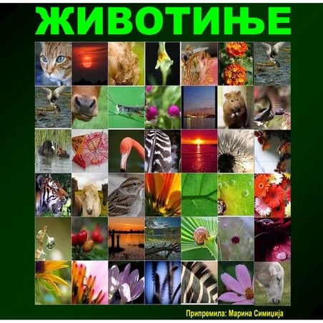 Grupe zivotinja | PDF