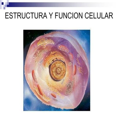 ESTRUCTURA Y FUNCION CELULAR - curso biología | PPT