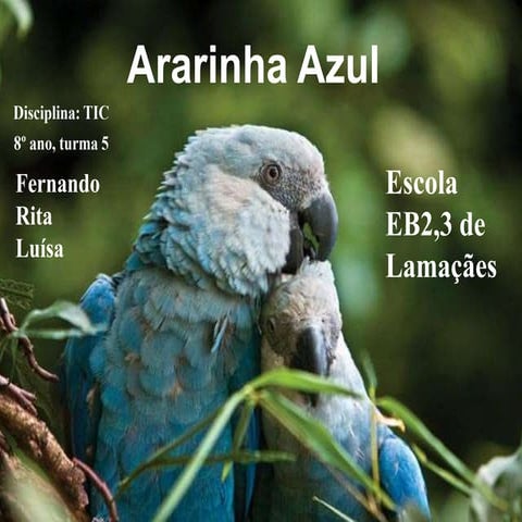 Grupo 1 ararinha azul | PPTX
