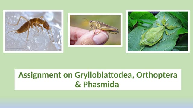 Types of insect heads and antennae | PPTX