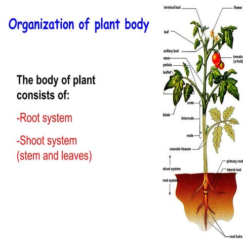 GS BIO 206. Plant Tissues and Organs.pdf