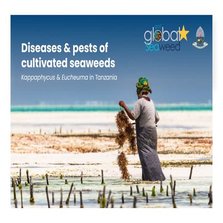 Incidence_Ice_Ice_Disease_Kappaphycus_Alvarezii_Seaweed_Farms ...