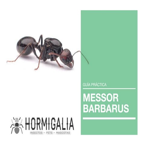 Guía-Messor-barbarus.pdf