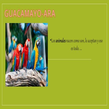 Guacamayo | PPTX