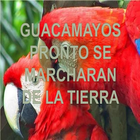 Guacamayos | PPTX