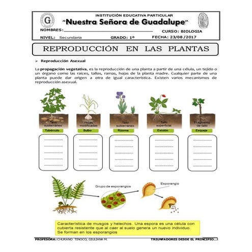 Guía de aplicación reproducción vegetal | DOCX