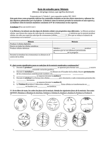 Hoja De Trabajo Sobre Mitosis Y Meiosis: Clave De Respuestas