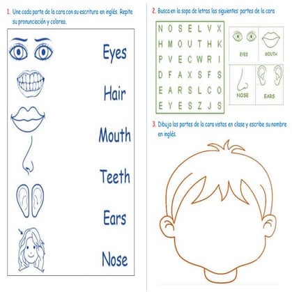 Partes De La Cara En Ingles