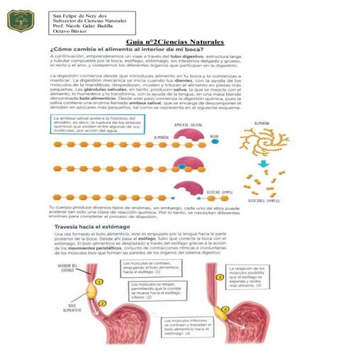 Guía n°2 Cs. Naturales Octavo Básico Sistema Digestivo.docx