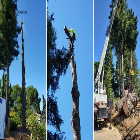 Guardian Tree Experts | PPTX