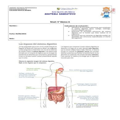 Guía sistema digestivo | DOC