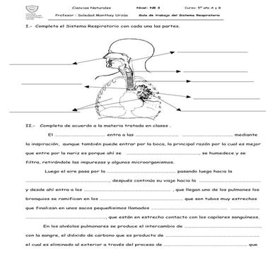 Hoja De Trabajo Del Sistema Respiratorio Para La Escuela Secundaria