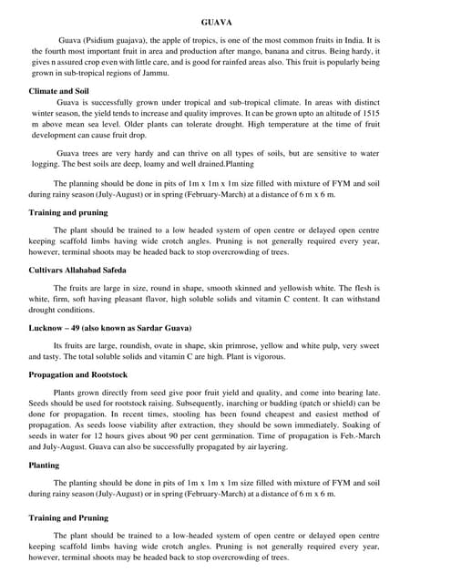Guava | PPTX