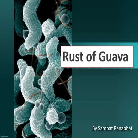 A Brief about Guava rust | PPTX