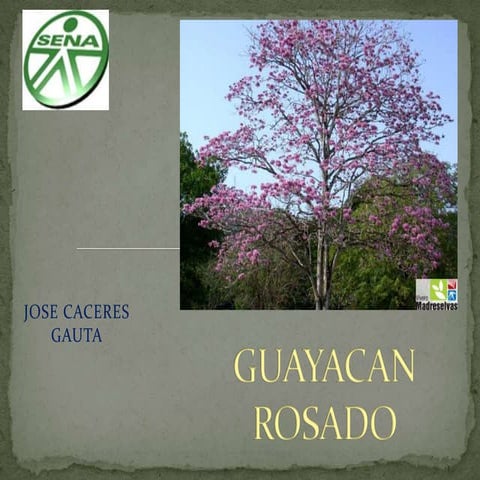 Guayacan rosado.jose