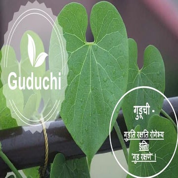 Guduchi plant | PPT