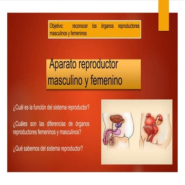 GUIA 7mos - organos reproductores.pptx